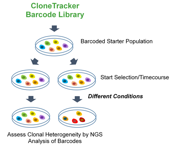 CloneTracker™ Barcode Libraries - Cellecta