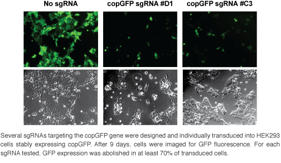 Custom sgRNA Constructs - Cellecta