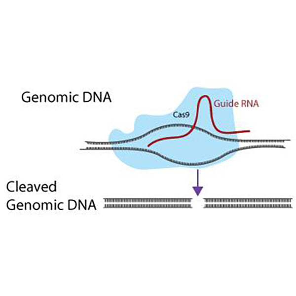 CRISPR Livestock and Poultry Knockout Libraries | Cellecta, Inc - Cellecta