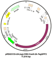 Custom sgRNA Constructs - Cellecta