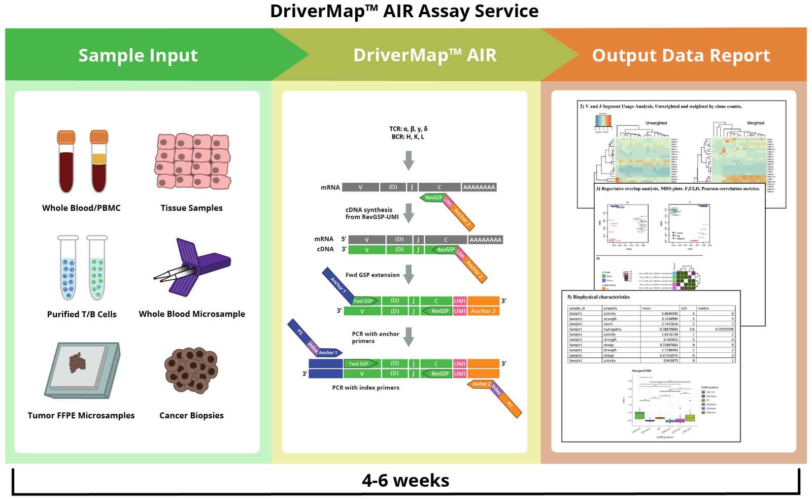 DriverMap Adaptive Immune Receptor (AIR) TCR-BCR Profiling - Cellecta