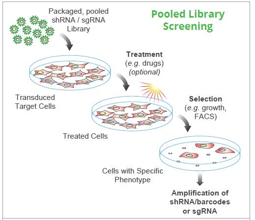 CRISPR Knockout Pooled Lentiviral sgRNA Libraries - Cellecta
