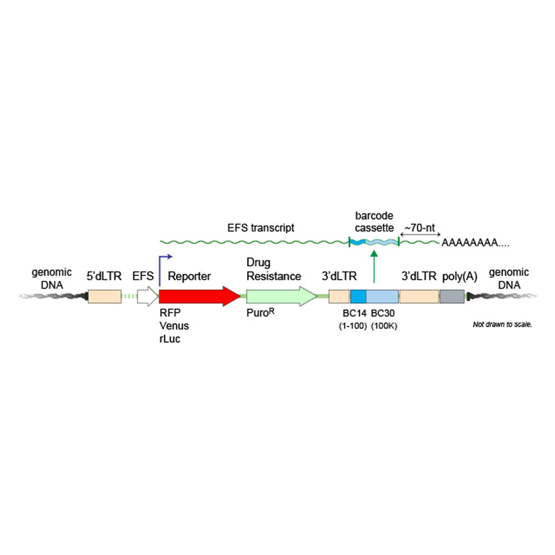 Custom Barcode Libraries - Cellecta