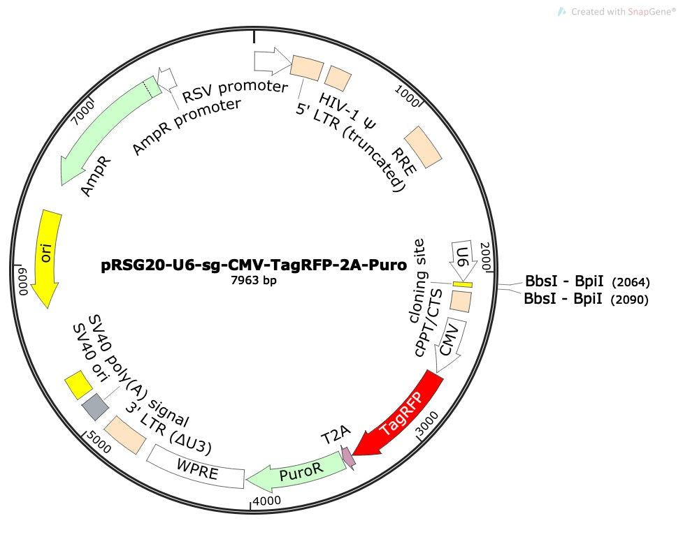 Standard sgRNA U6 Promoter Expression Vector (linearized, ready-for ...