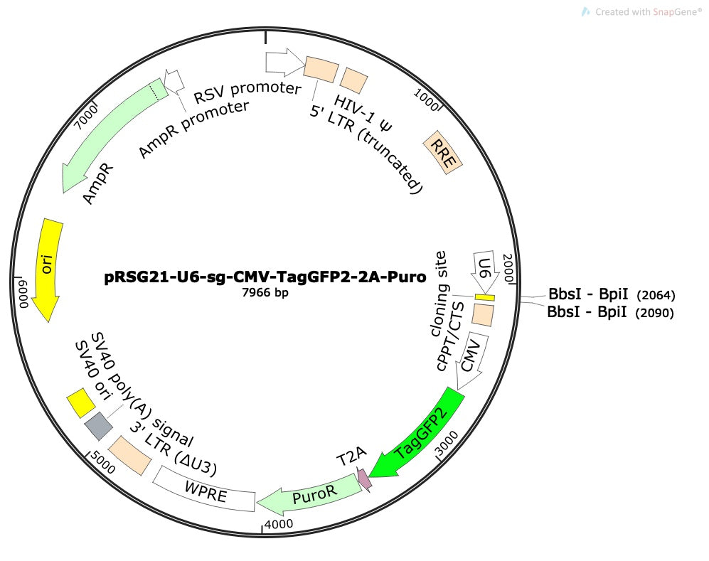 Standard sgRNA U6 Promoter Expression Vector (linearized, ready-for-cloning) | Cellecta, Inc ...