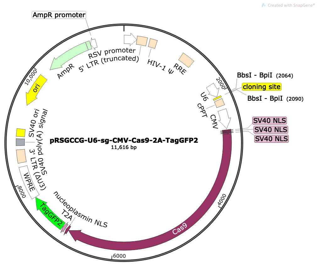 CRISPR sgRNA Vector with U6 Promoter and Cas9 (linearized, ready-for ...