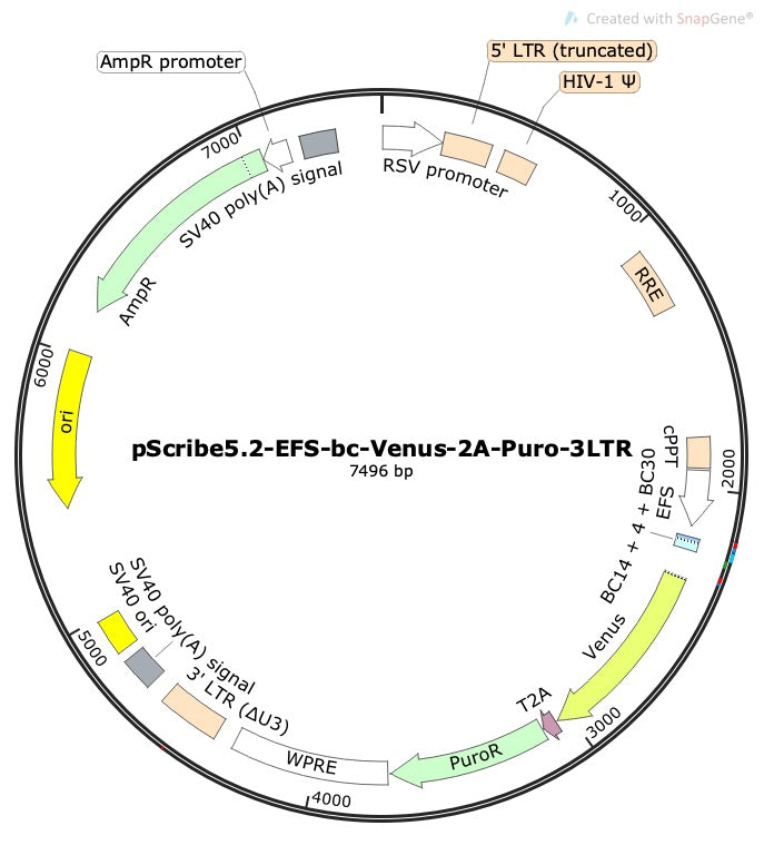 CloneTracker XP™ 10M Barcode-5 Library with Venus-Puro | Cellecta, Inc - Cellecta